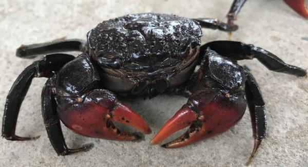 Mua vé máy bay thưởng thức những đặc sản Trà Vinh